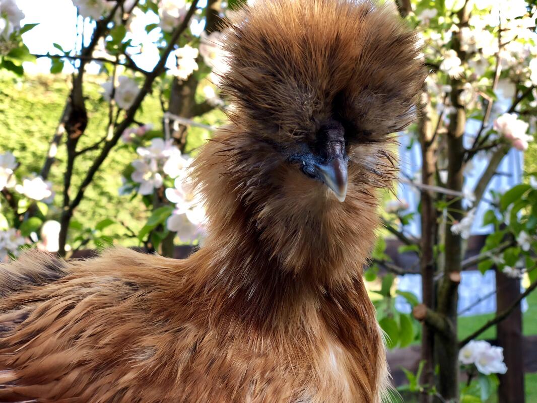 Poule soie For Sale | Poules | Informations sur les races | Omlet